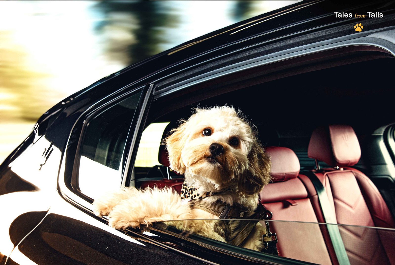 Maserati Unveils Luxury Pet Merchandise with a Heartwarming Photoshoot ...